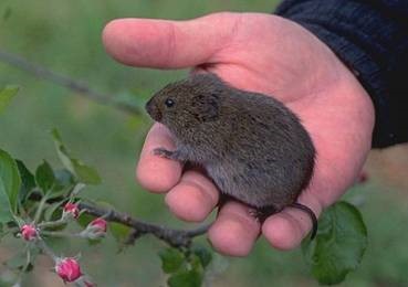 Meadow Vole Facts, Identification & Control